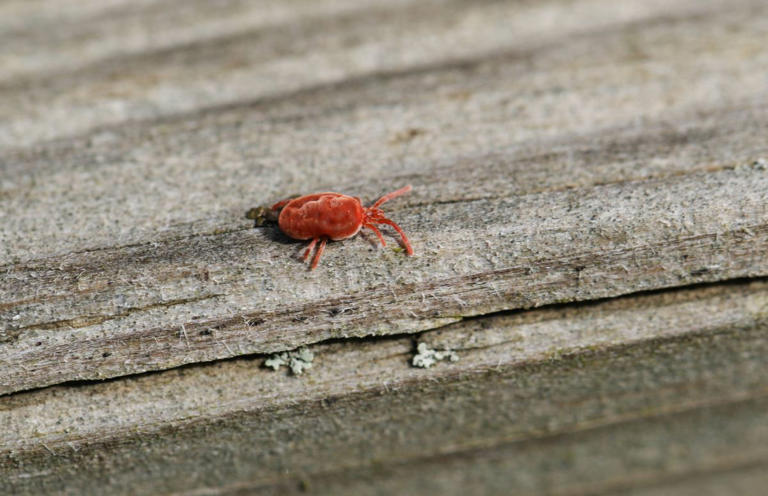 14 Common Tiny Brown Bugs in the House and How to Get Rid of Them