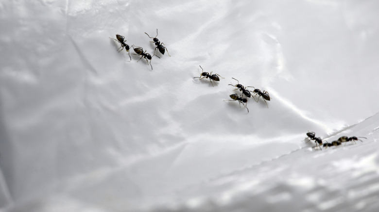 Why Do People Use Cornstarch To Keep Ants Away (And Does It Really Work)?