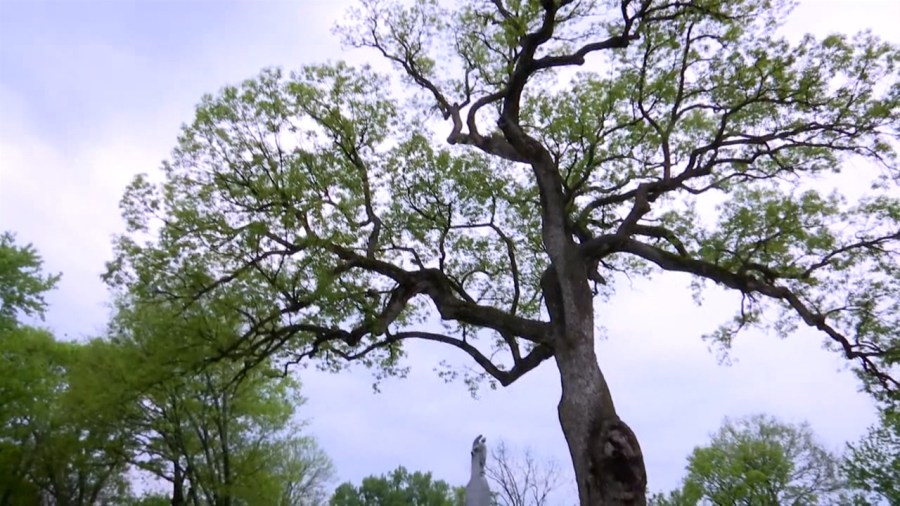 ‘Big Old Tree’ contest back for 38th year in Nashville