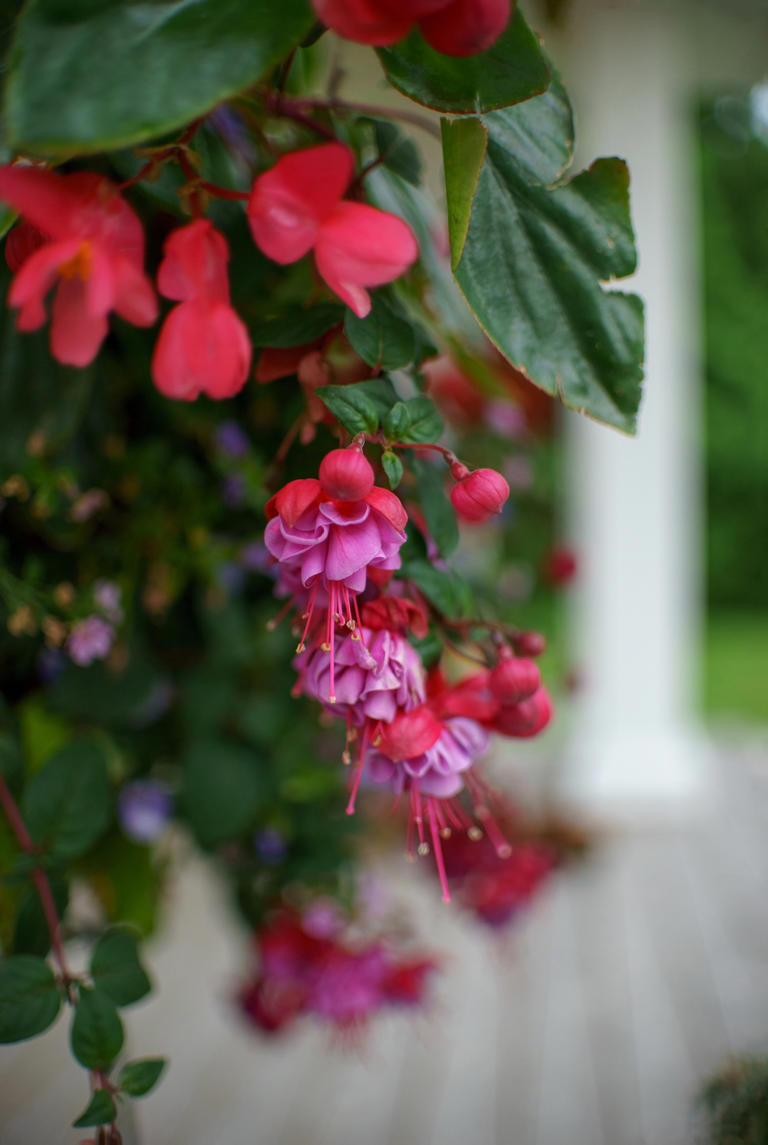 These Are the Best Plants for Boosting Curb Appeal, According to Real ...