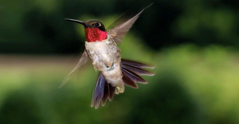 The Incredible Migration of Hummingbirds: Nature’s Tiny Travelers