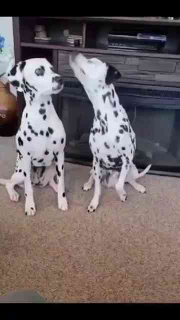 Morla and Keeley Are Inseparable – Best Pup Friends Forever