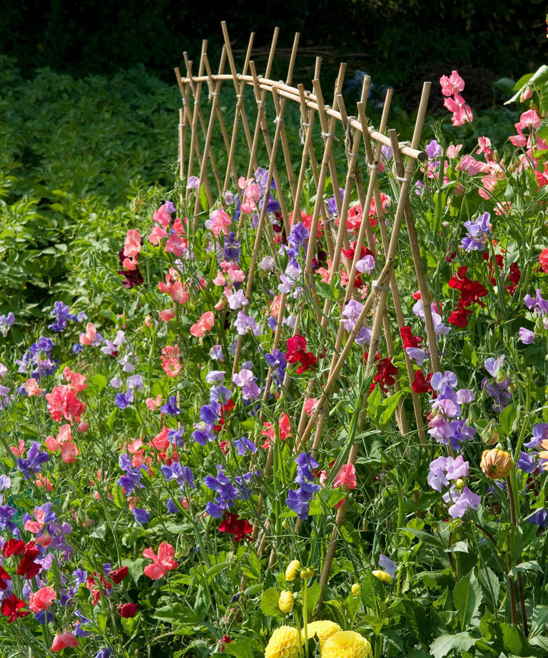How to deadhead sweet peas properly – for relentless, uninterrupted ...