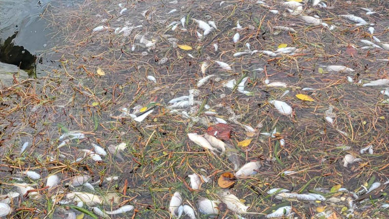 Summer heat brings fish kills in South Florida. Here's what to do if ...