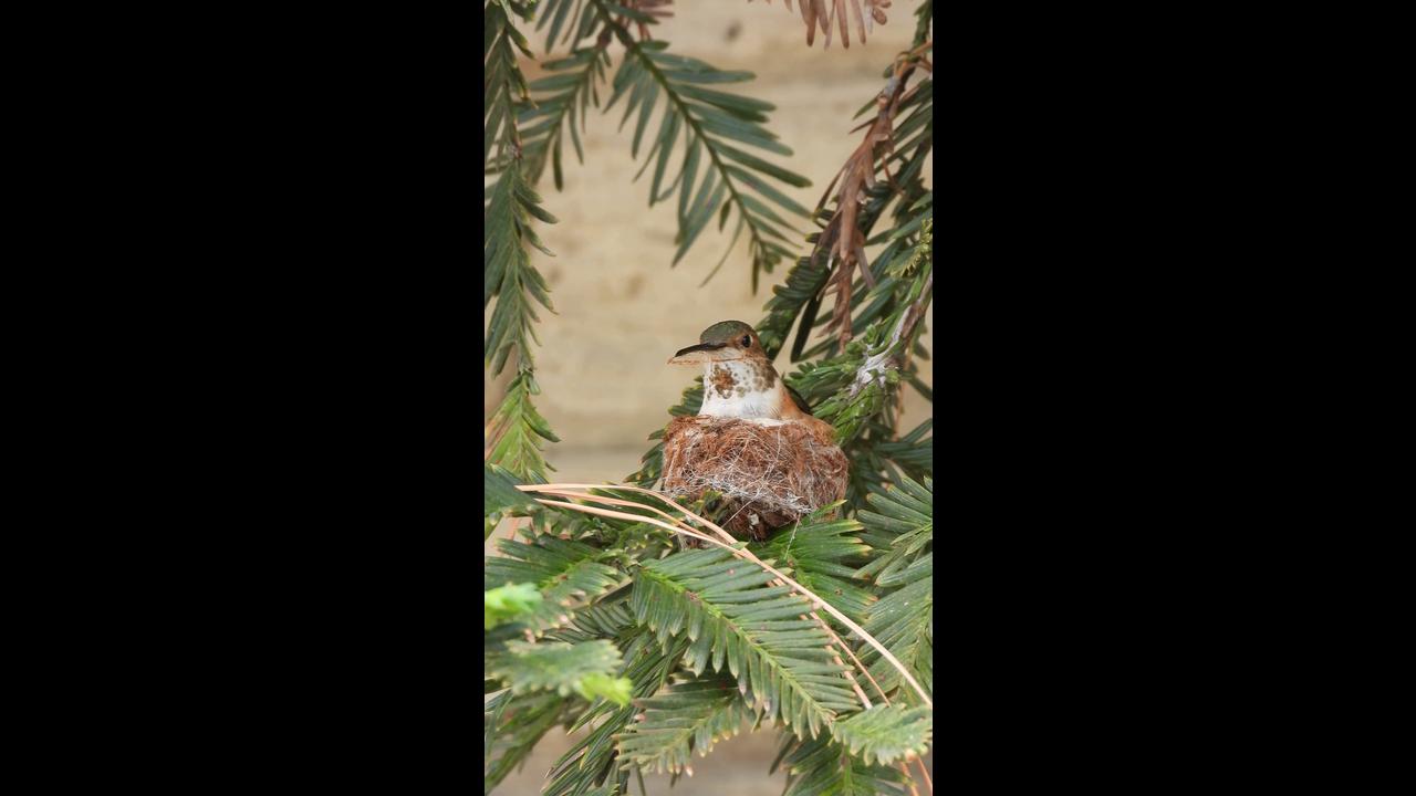 Female Hummingbird Carefully Crafts Nest