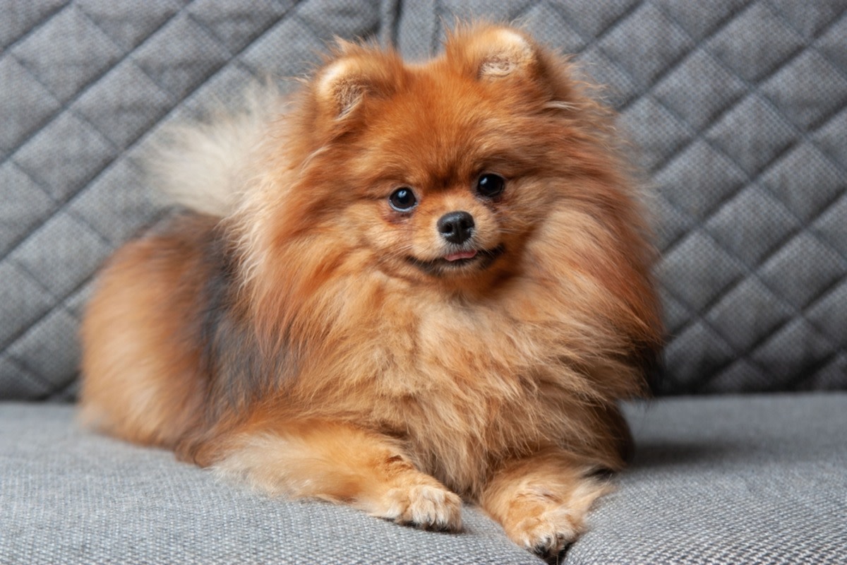Smarty Pants Pomeranian Sniffs Out Noisy Toy That Mom Tried to Hide ...