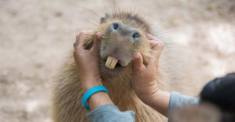 Capybara Appreciation Day: Celebrating the World’s Biggest Rodents