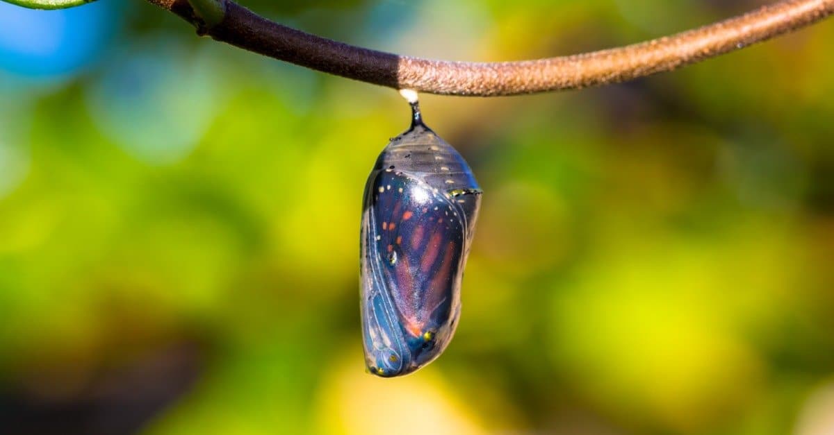 Monarch Butterfly Chrysalis: What Does It Look Like?