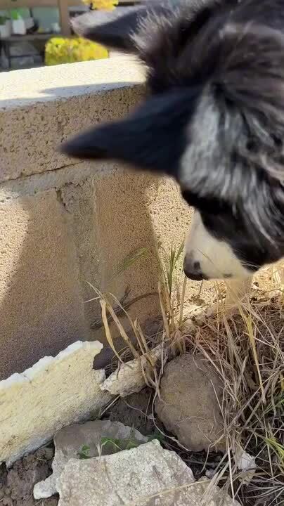 Dog Curiously Observes Frozen Lizard from All Angles