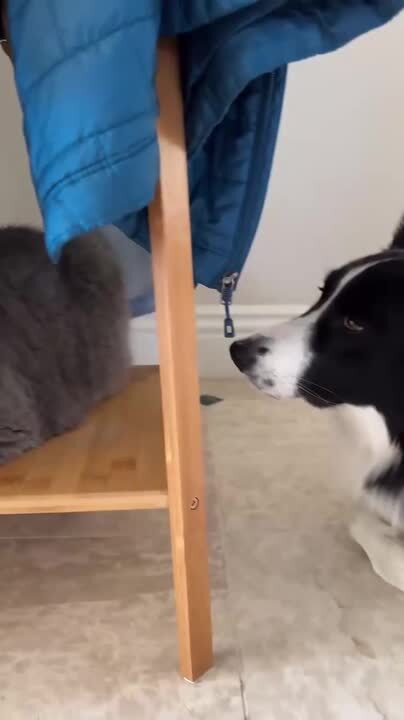 Dog Mimics Cat's Sitting Posture