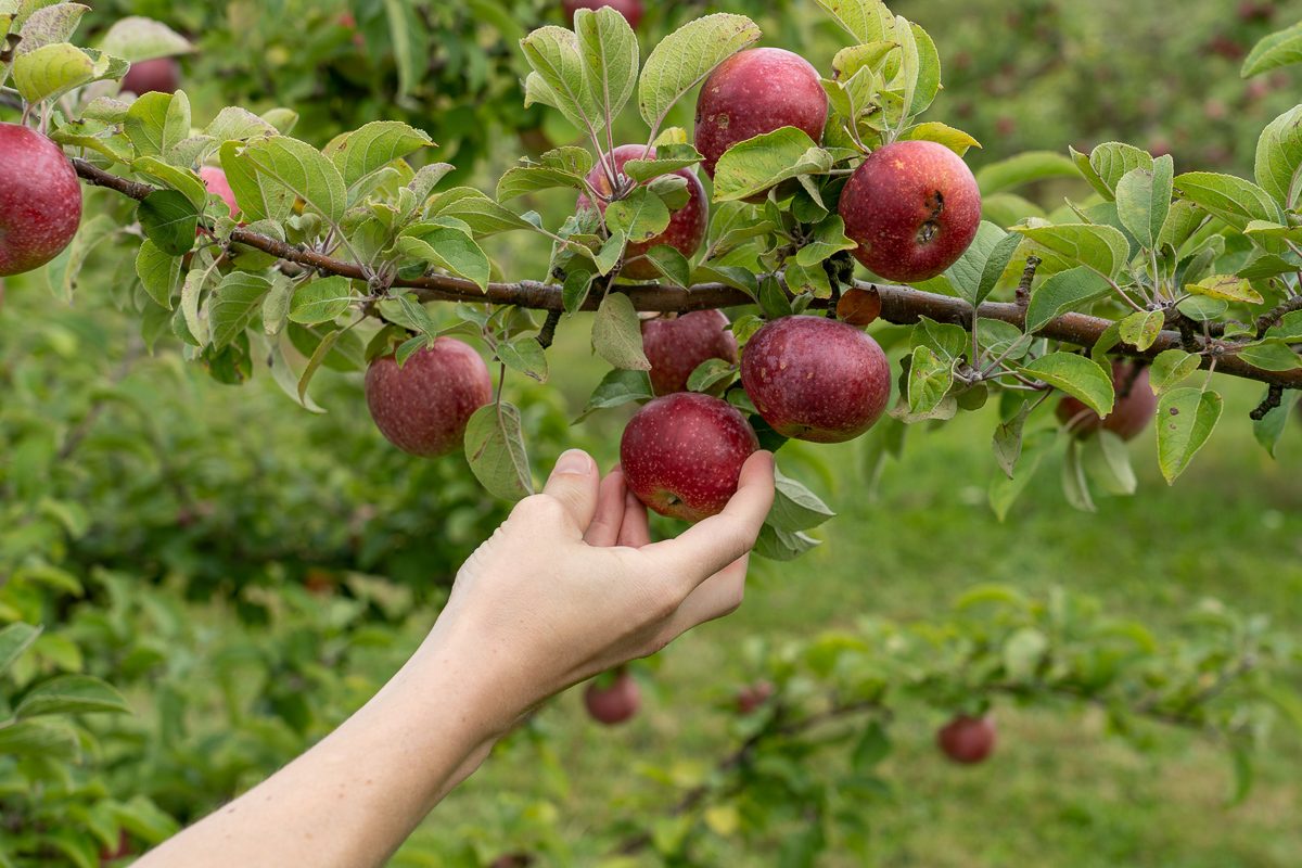 The Best Place to Go Apple Picking in Every State