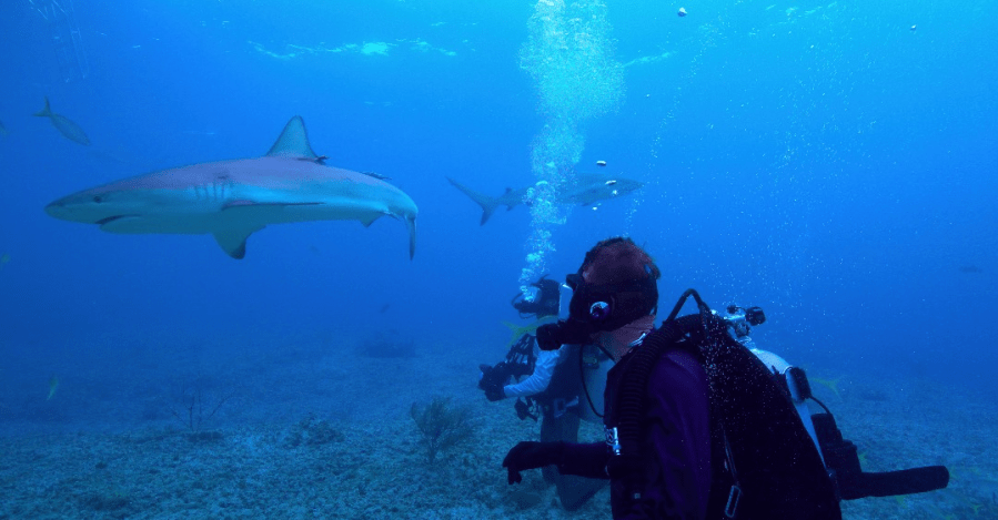 San Diego Scripps scientist competes in Netflix’s ‘All the Sharks ...