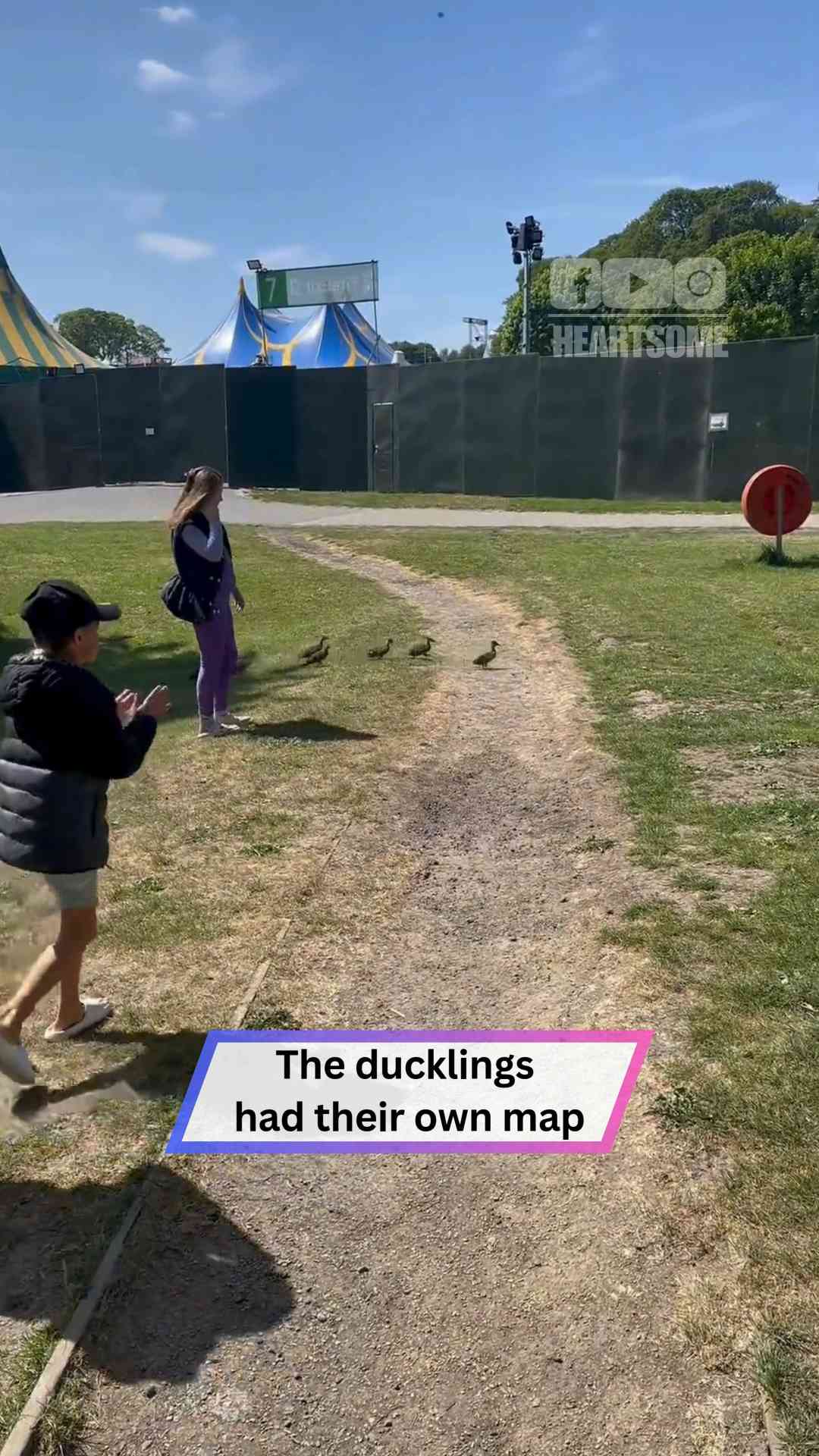 Boy Steps In When Ducklings Struggle to Find Their Way Back to Mom