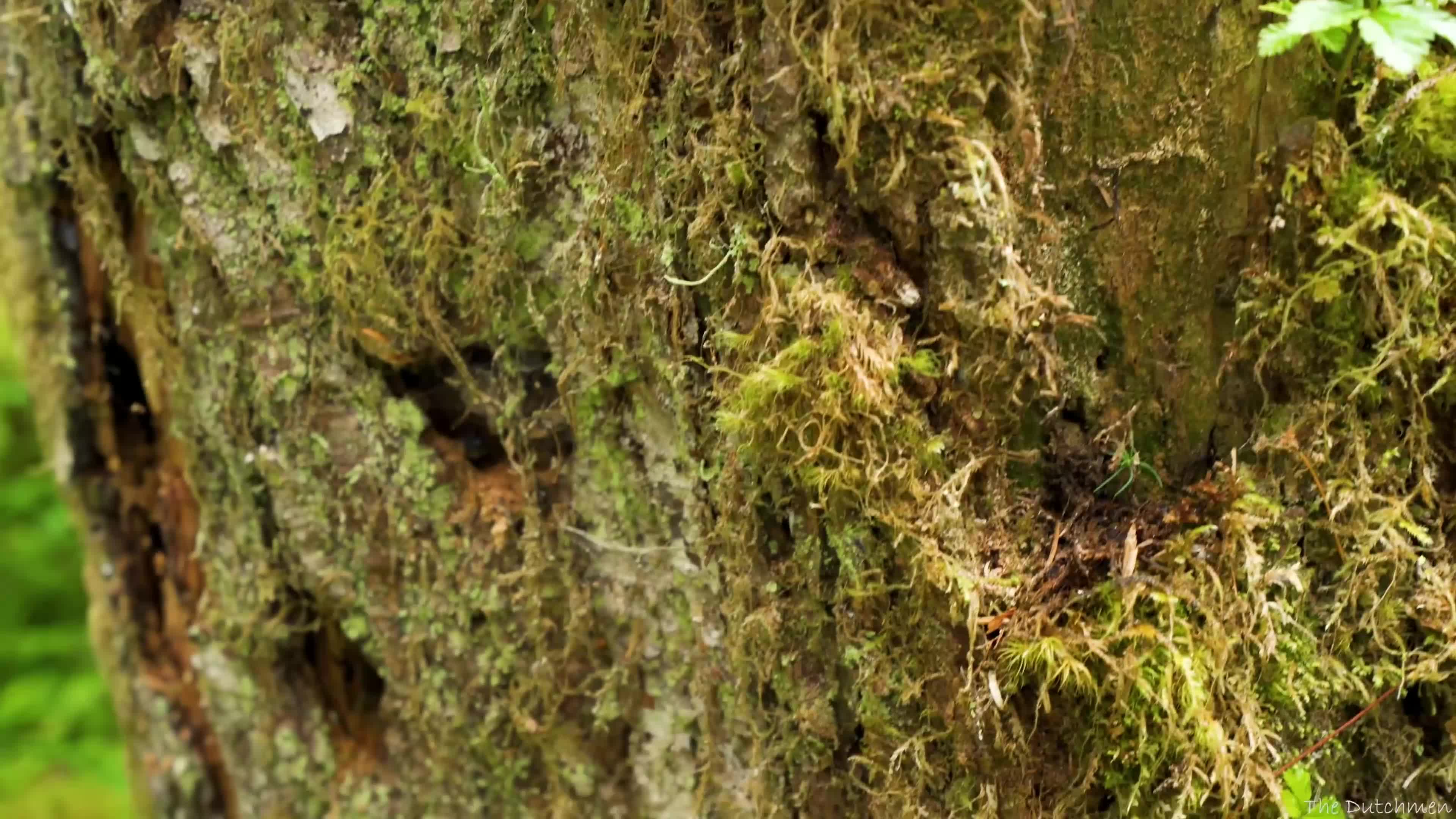 Bosque Lluvioso Hoh (4K) – Maravilla Natural del Parque Nacional Olímpico