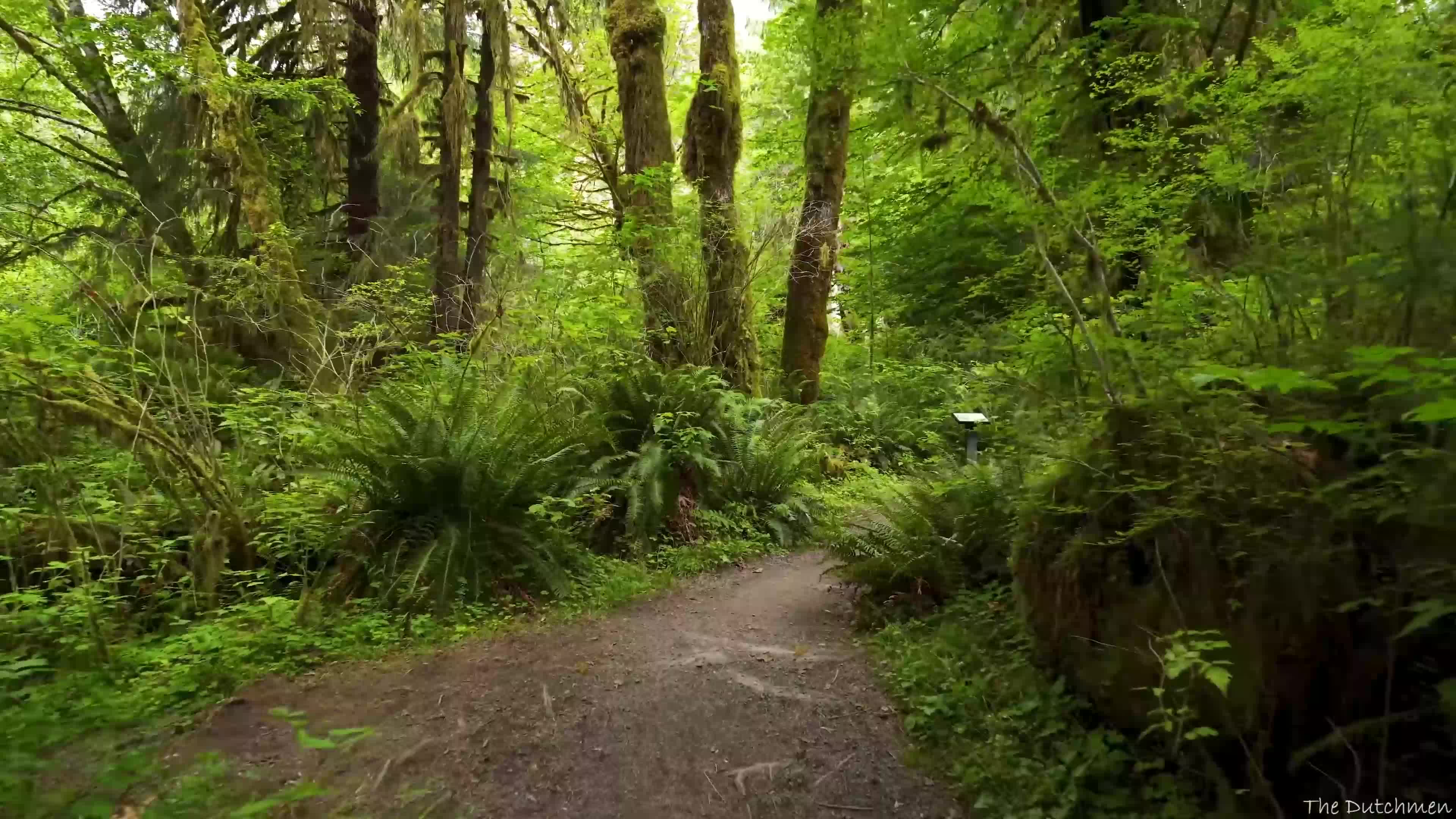 Moss, Ferns & Magic – Hoh Rain Forest, Olympic National Park (4K)