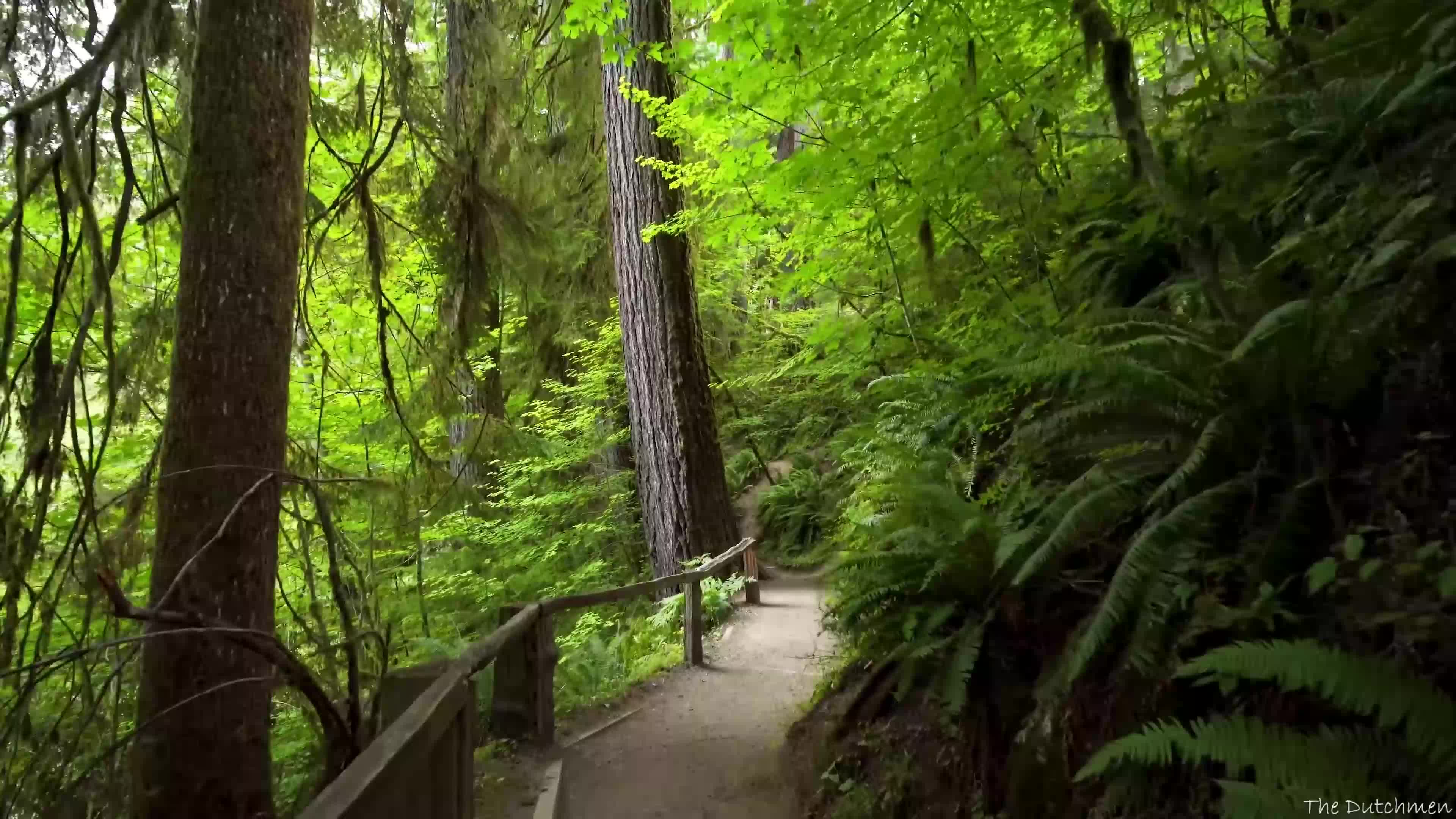Hoh Rain Forest im Olympic Nationalpark – Magischer Regenwald in ...