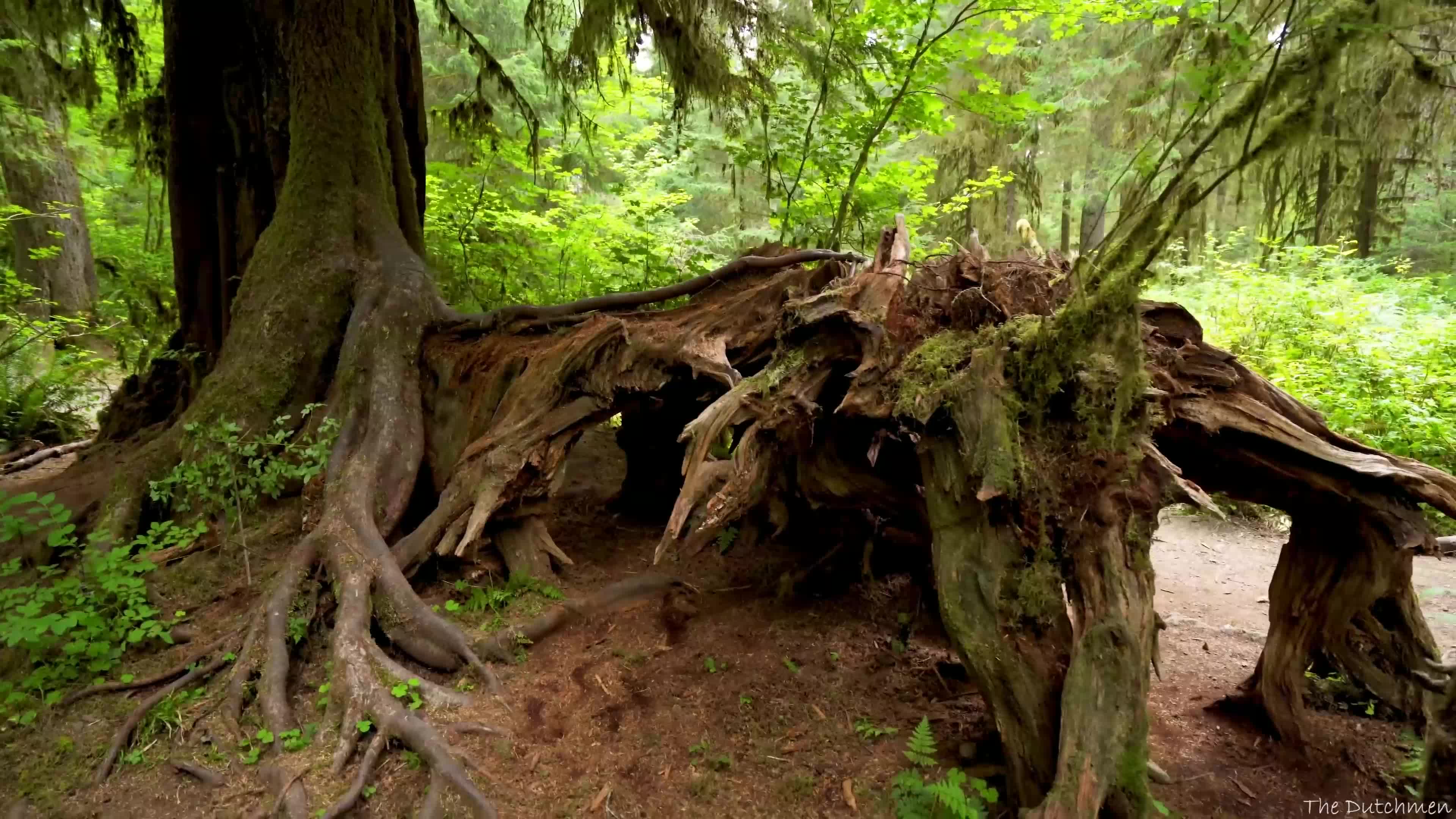 Hiking Through the Magical Hoh Rain Forest, Washington (4K)