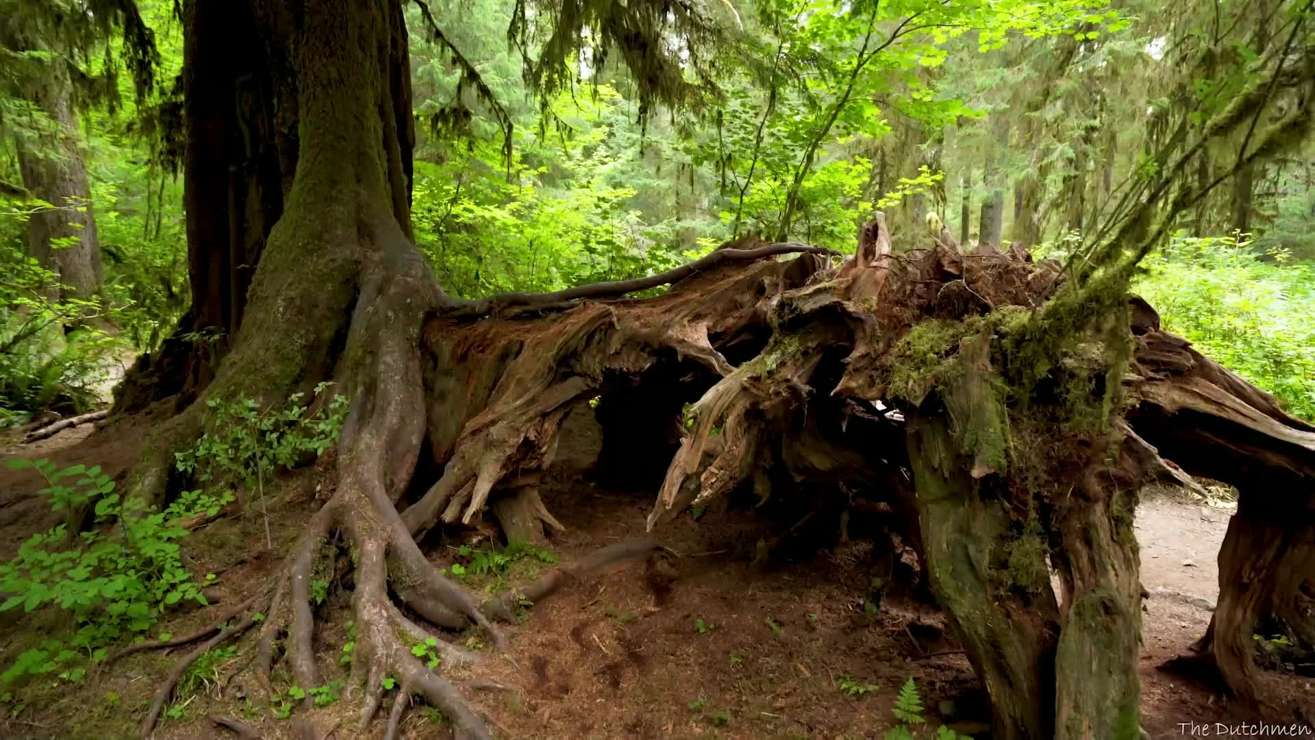 Foresta Pluviale Hoh, Parco Nazionale Olimpico, Washington