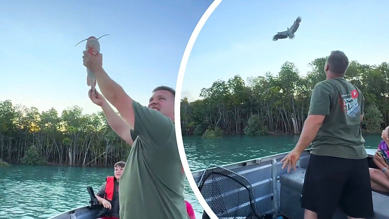 Un aigle attrape un poisson lancé par un pêcheur en Australie