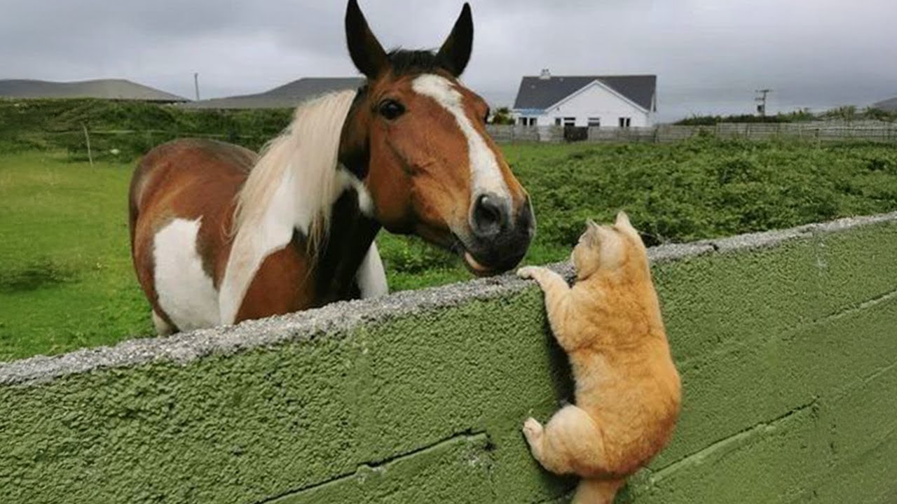 When Cats Show Their Wild Side Against Other Animals 🐱