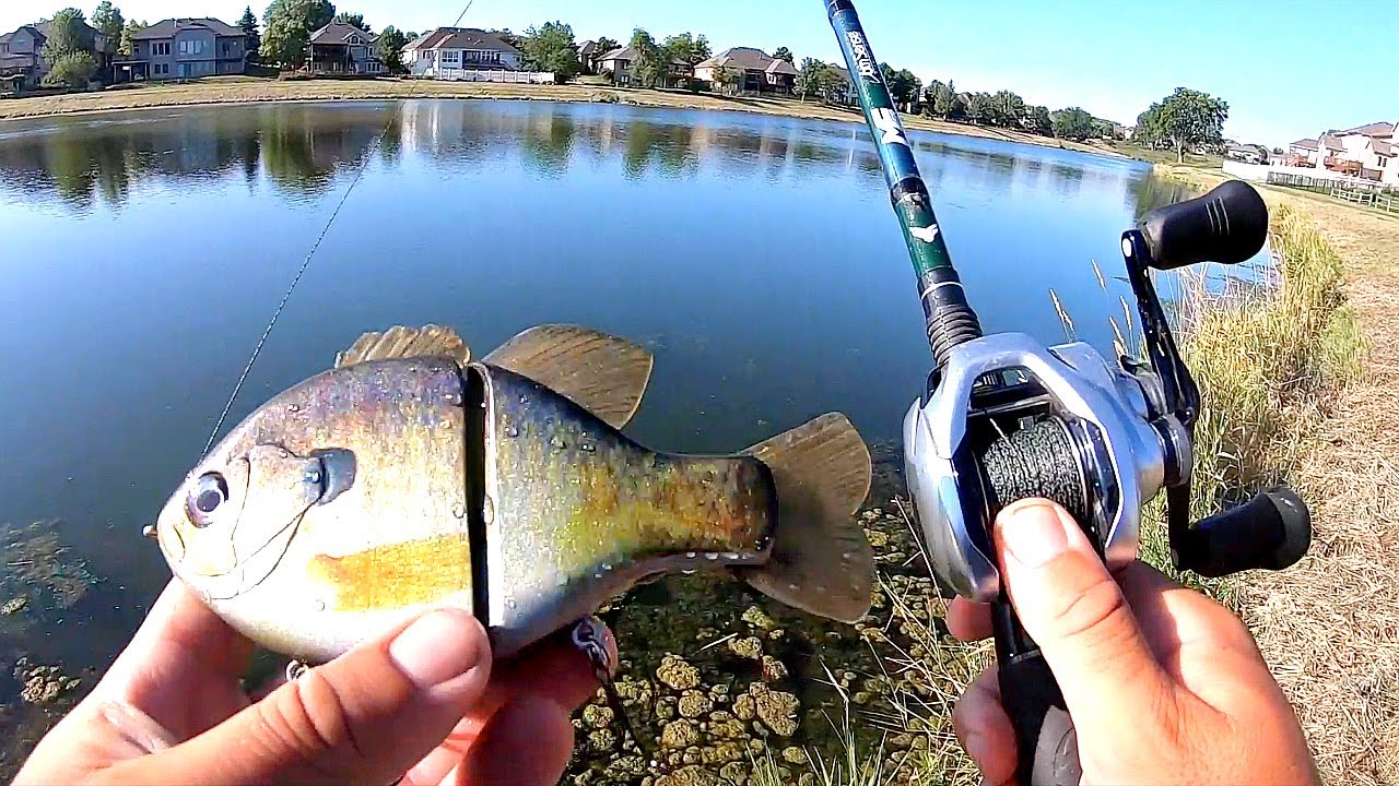 Catching big bass in tiny pond stuns bank fishing fans