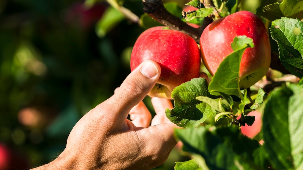 Welche Obstbäume sich für Anfänger besonders eignen