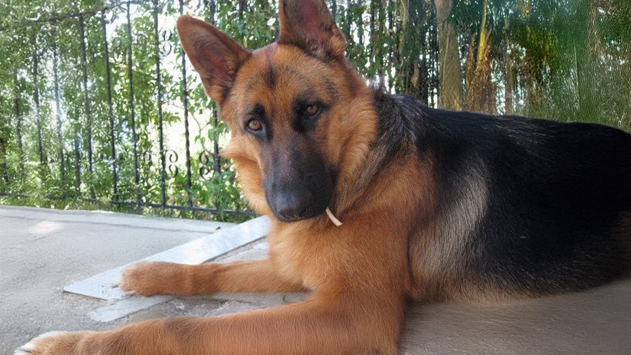 8 Dogs That Were Clearly Born to Be Comedians