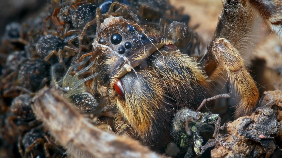 Tarántula do sul da Rússia com presa ~ Lycosa singoriensis 🕷️🪳