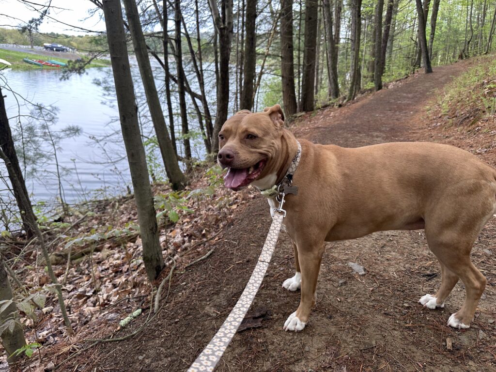 Hobie’s Trail Around Colyer Lake Offers an Easy-to-Access Escape to Nature