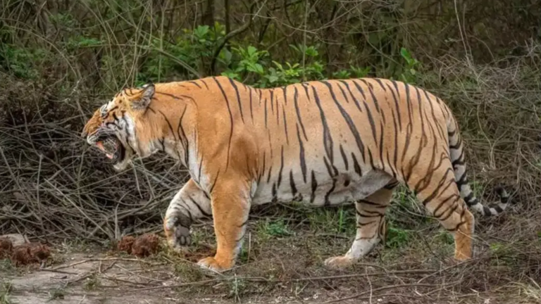 Breeding season: Three-month tourism ban in Amrabad Tiger Reserve to ...