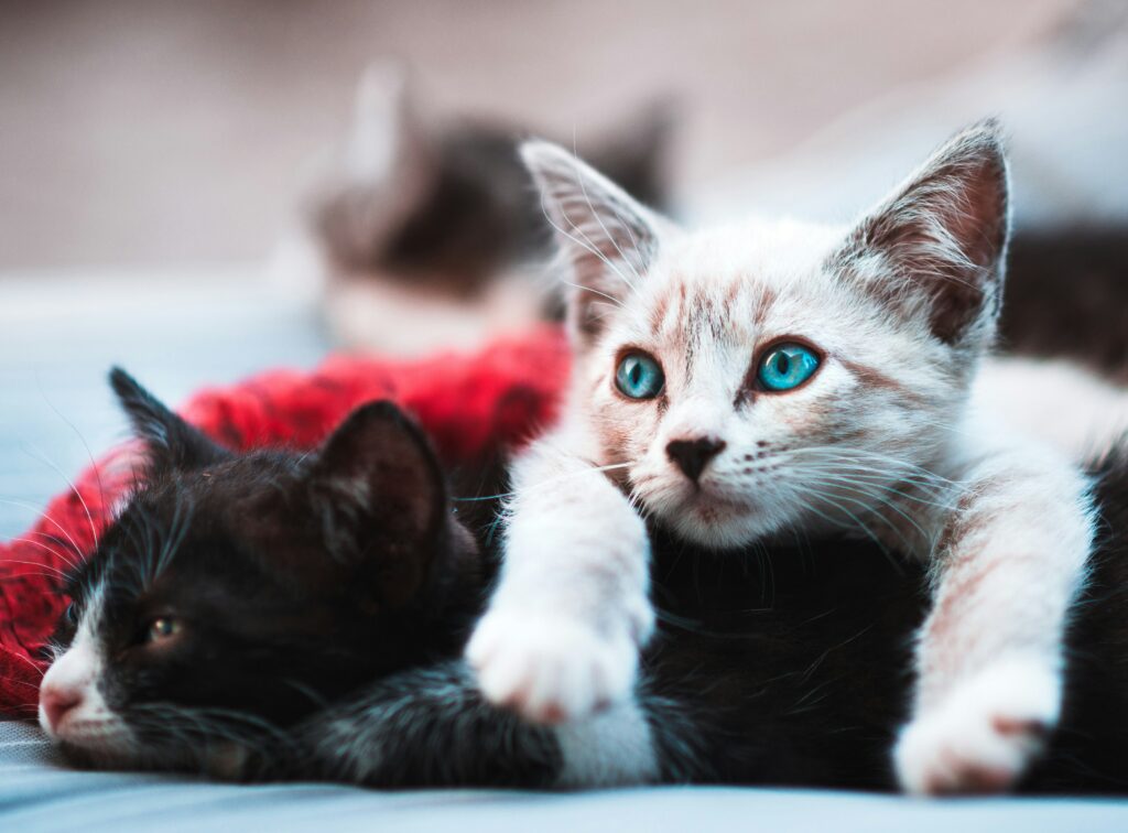 Cats are "nearly perfect creatures" according to evolutionary science
