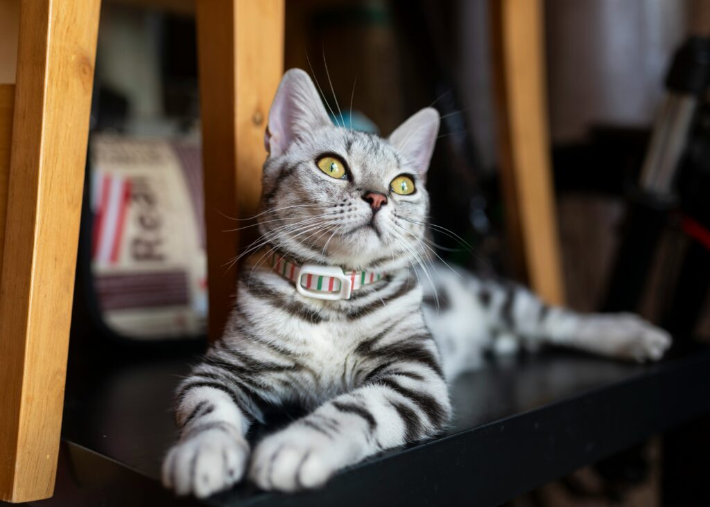 Cats are "nearly perfect creatures" according to evolutionary science