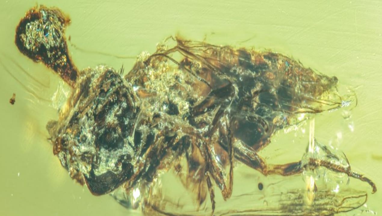 Ancient 'zombie' fungi found in amber reveal earliest parasitic ...