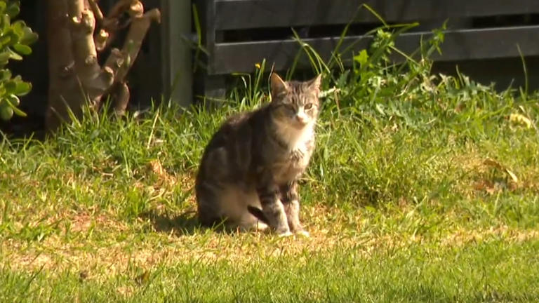 Cats are running wild in one state. This unpopular law may be the solution