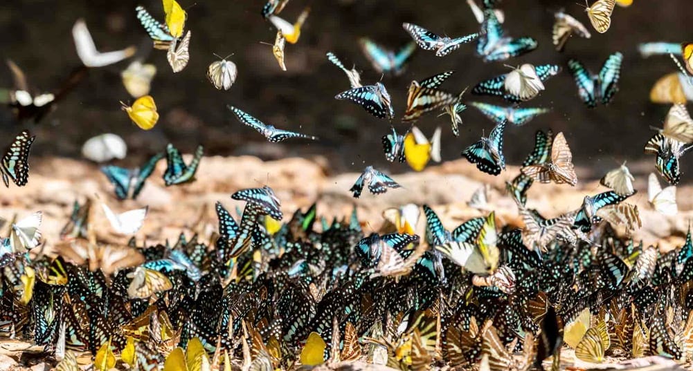 Invisible 'sky highway': 700 million migratory insects navigate across ...