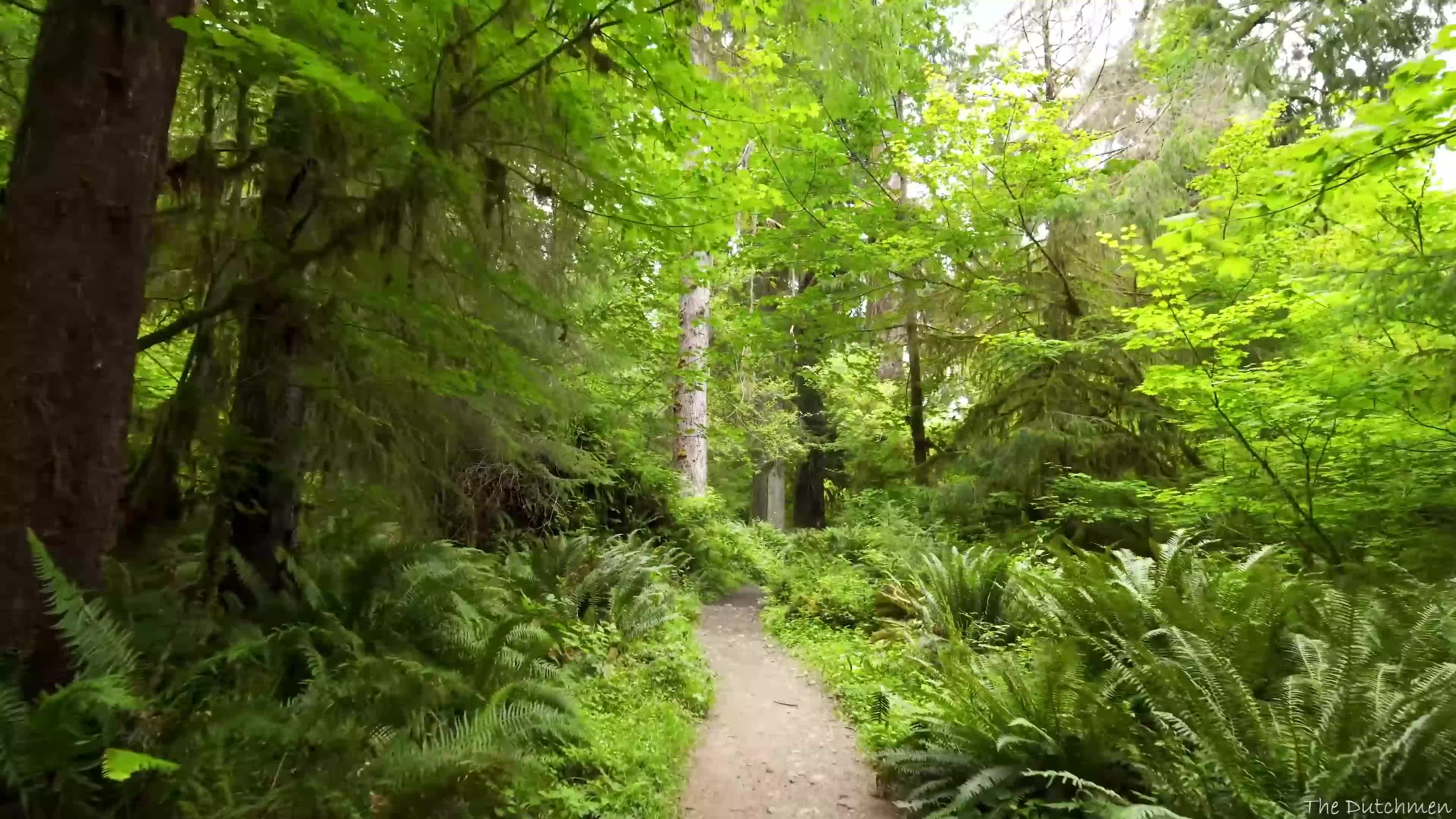 A Walk Through Hoh Rain Forest – Nature’s Wonderland in Washington (4K)