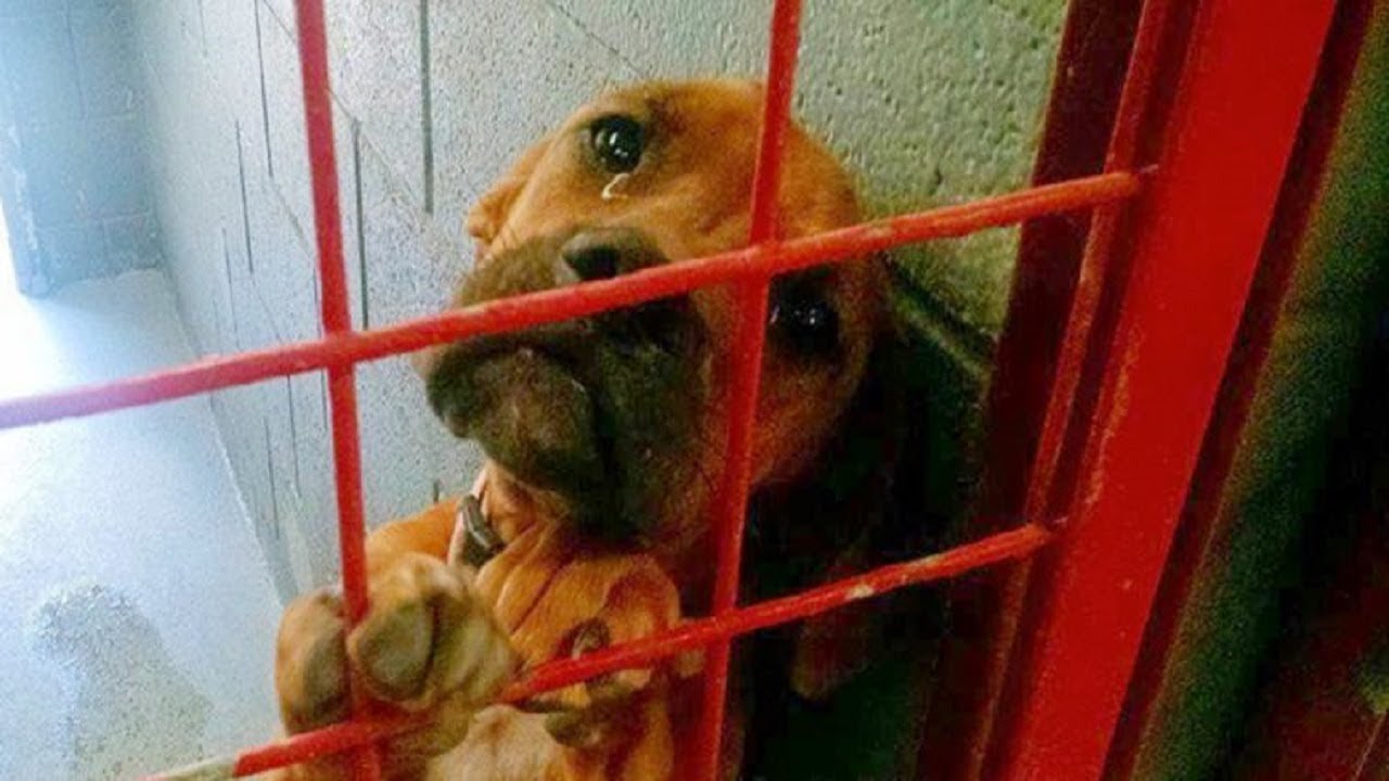 Dog Cries Every Night As No One Wants To Adopt Her, Shelter Shares Her ...