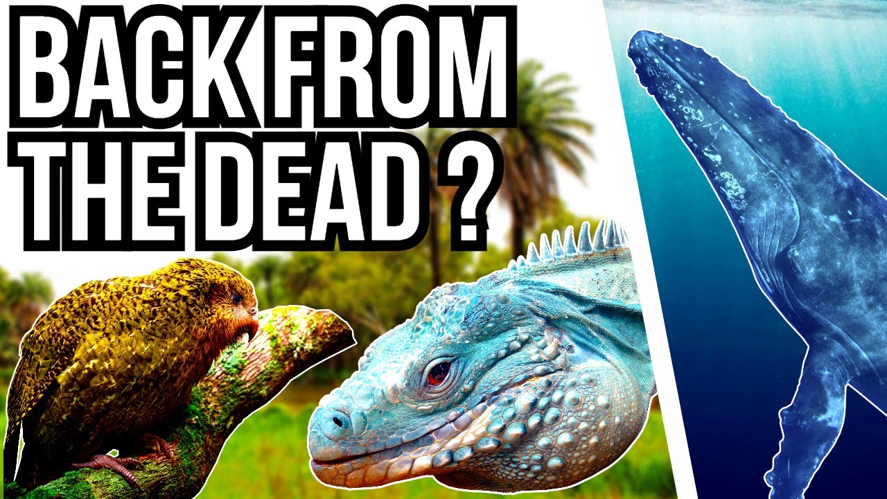 5 Animals That Came Back From The Brink Of Extinction