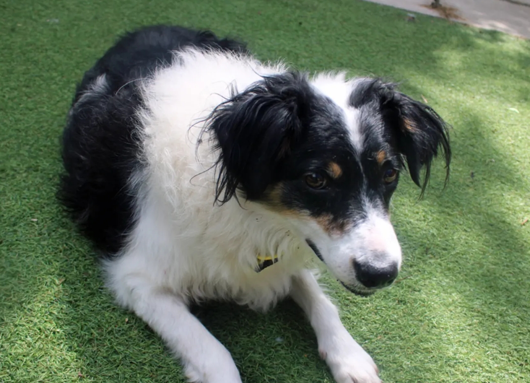 These 17 delightful dogs and puppies at Dogs Trust Merseyside need ...