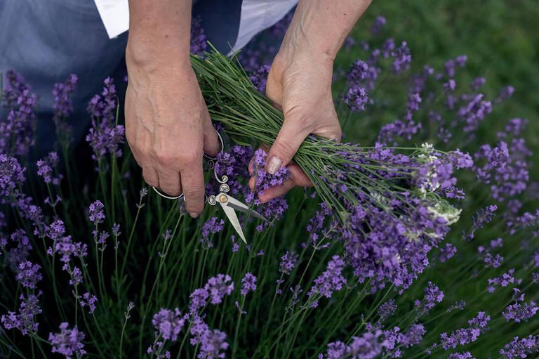 Lavender will burst with blooms in August if you've done one gardening task