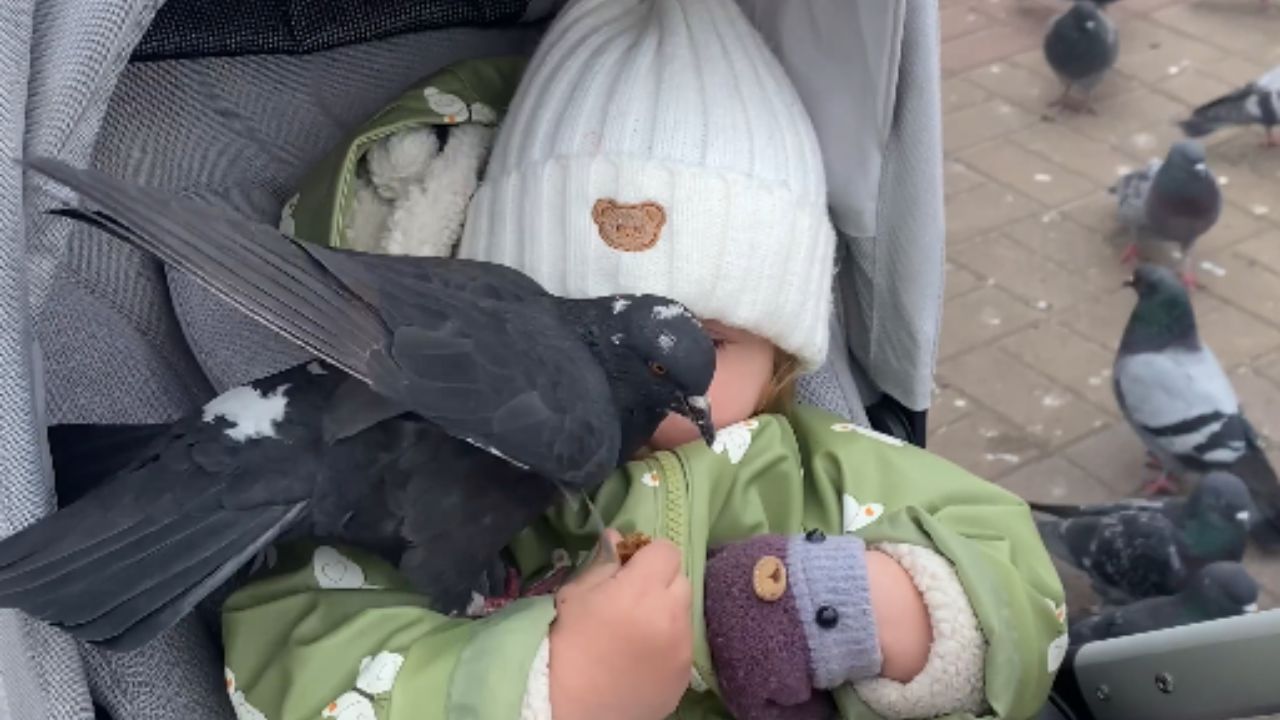 Baby girl has a delightful time watching pigeons up close during a ...