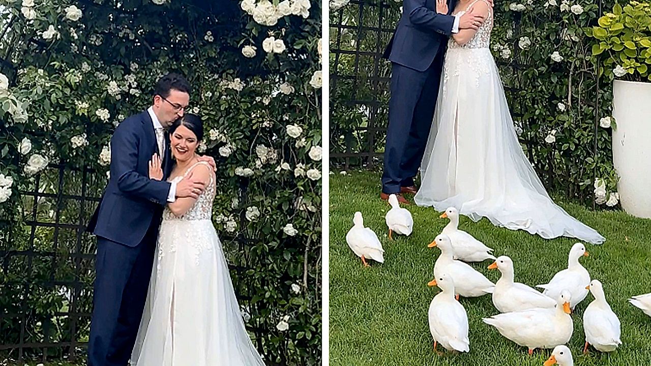 Ducks waddle over during wedding photoshoot to say 'Hi'
