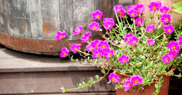 Árboles de flores rojas: guía completa para elegir, cuidar y disfrutar ...
