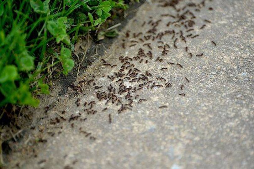 Ants will stay away from your garden and house if you use 1 natural ...