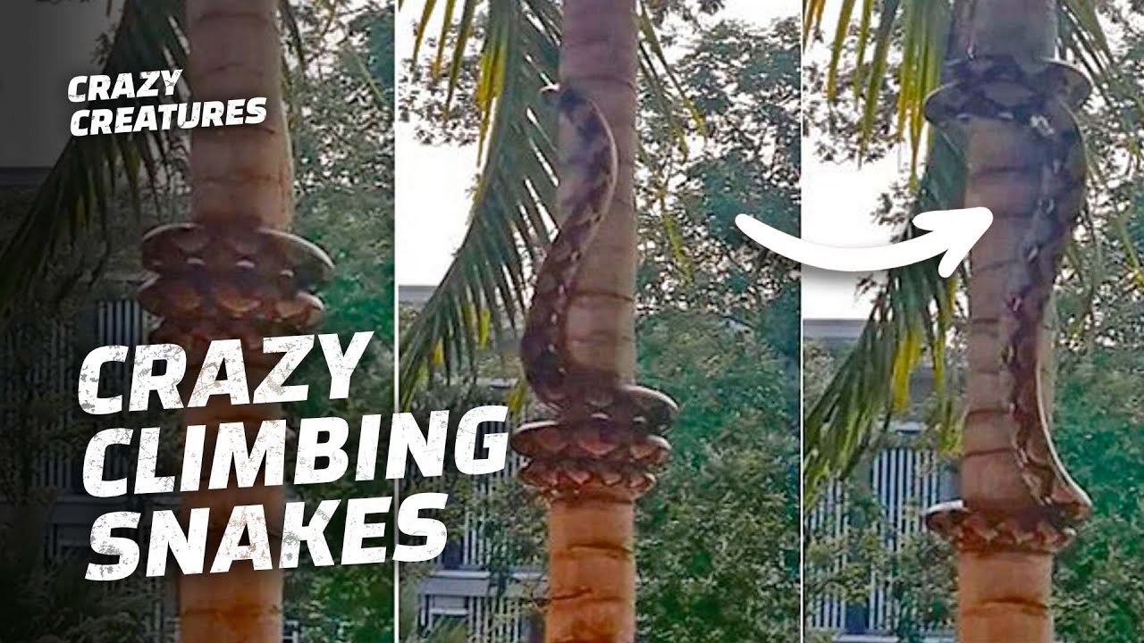 Snakes Climbing Trees Is Oddly Satisfying