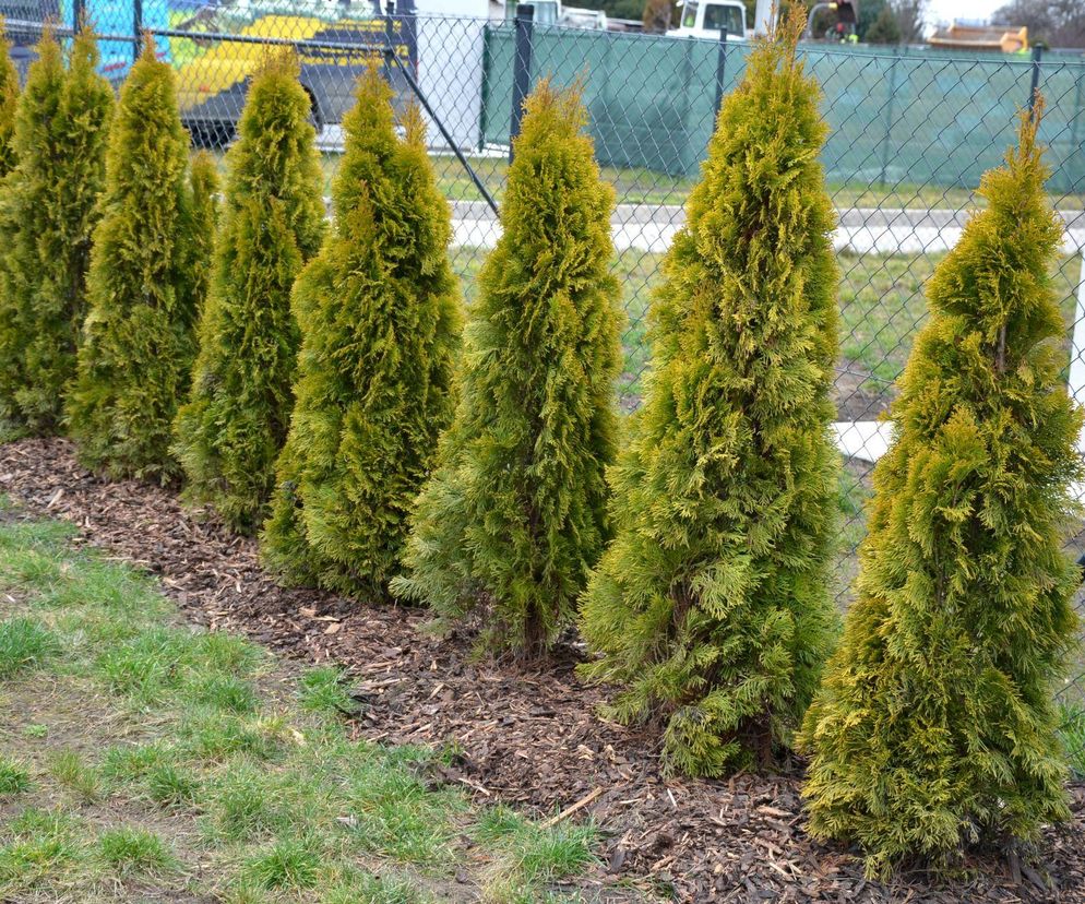 Masz czas do 1 grudnia, aby zrobić to z tujami. Bez tego zabiegu wiosną ...