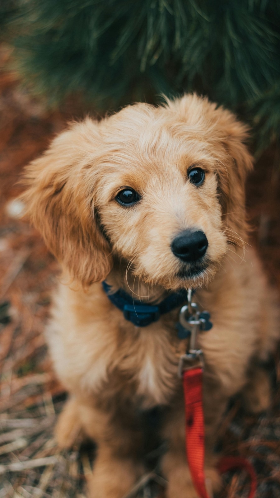 Puppy care guide: What to do in the first 30 days