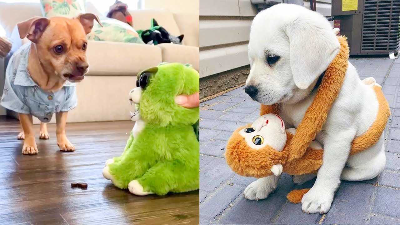 This Puppy’s Hilarious Antics Are as Funny as a Comedian | Funny Animal ...