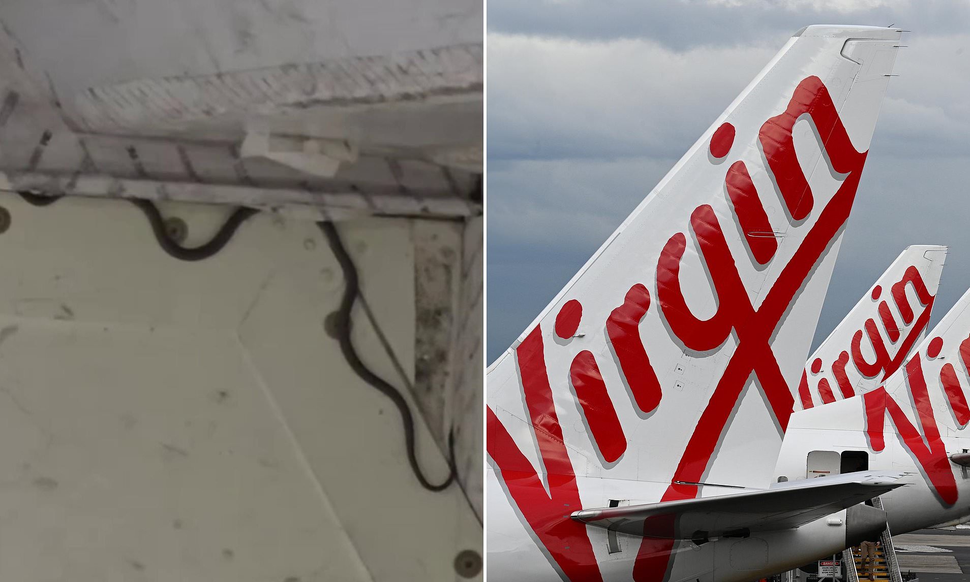 Snakes on a plane! Airport workers make a hair-raising discovery in the ...