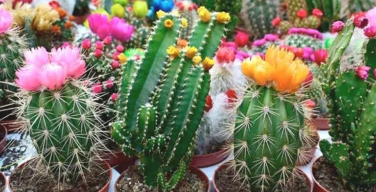Guía completa para limpiar un cactus sin pincharse y mantenerlo saludable